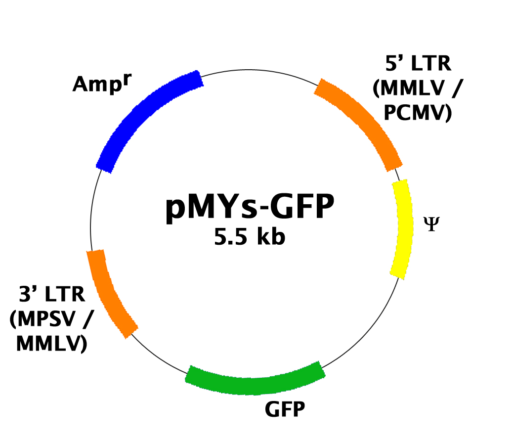 pMYs-GFP Retroviral Control Vector